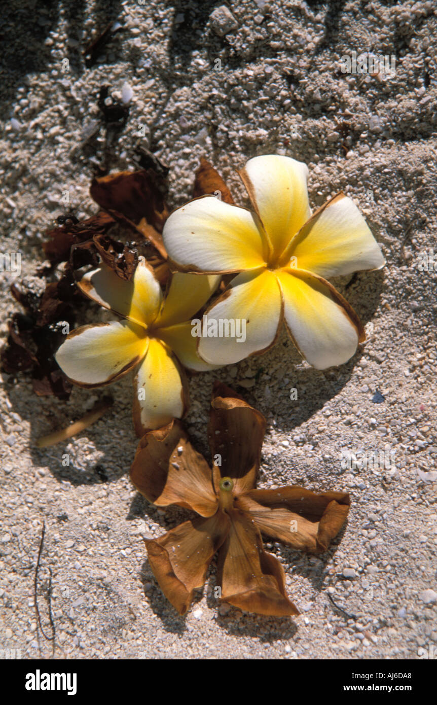 Dead frangipani flower hi-res stock photography and images - Alamy