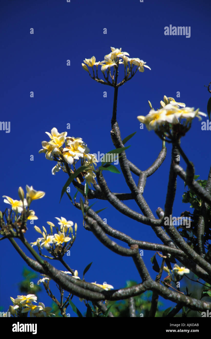 Frangipani flowers on tree and blue sky Bora Bora Stock Photo - Alamy