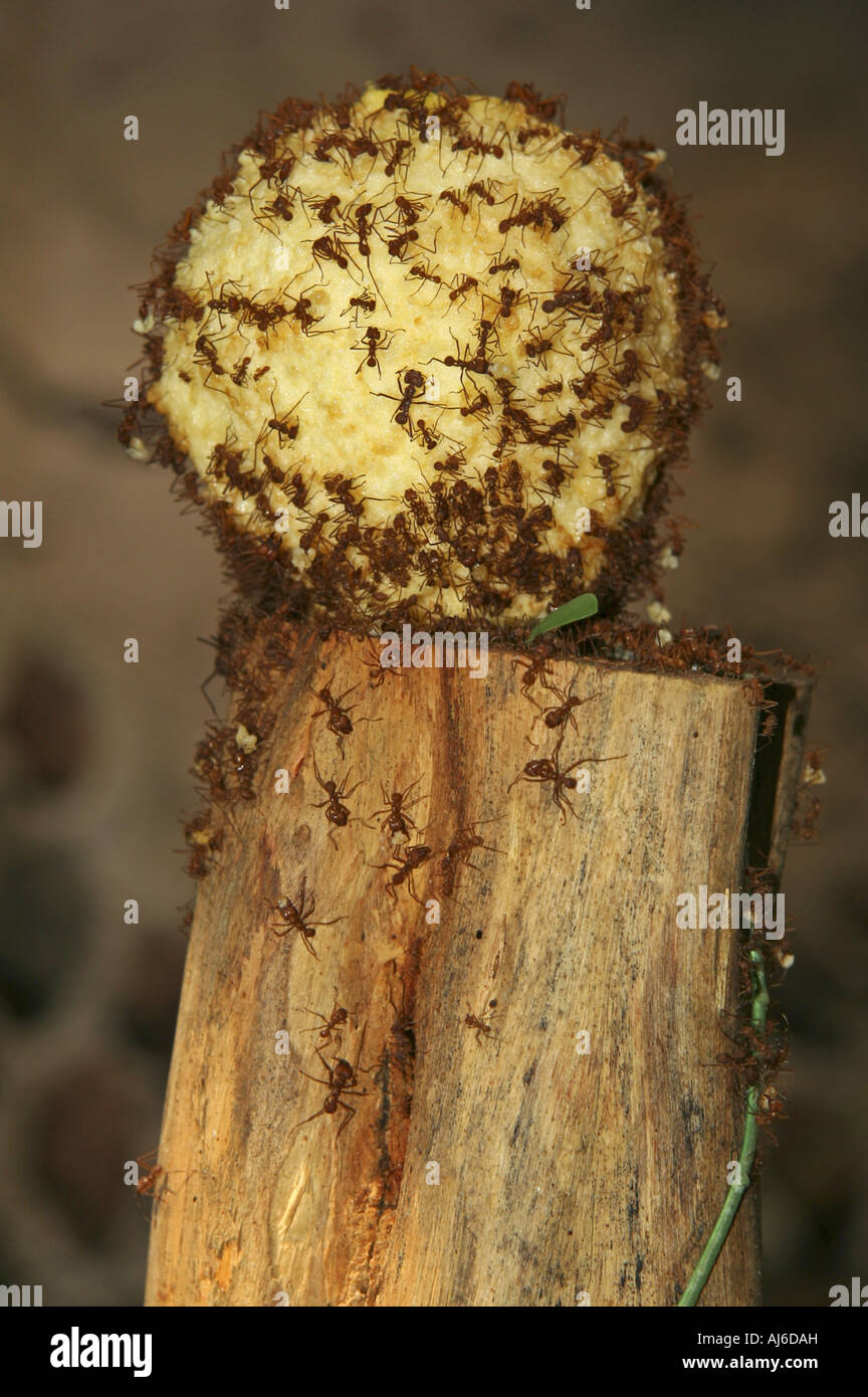 ants feeding, Germany Stock Photo - Alamy