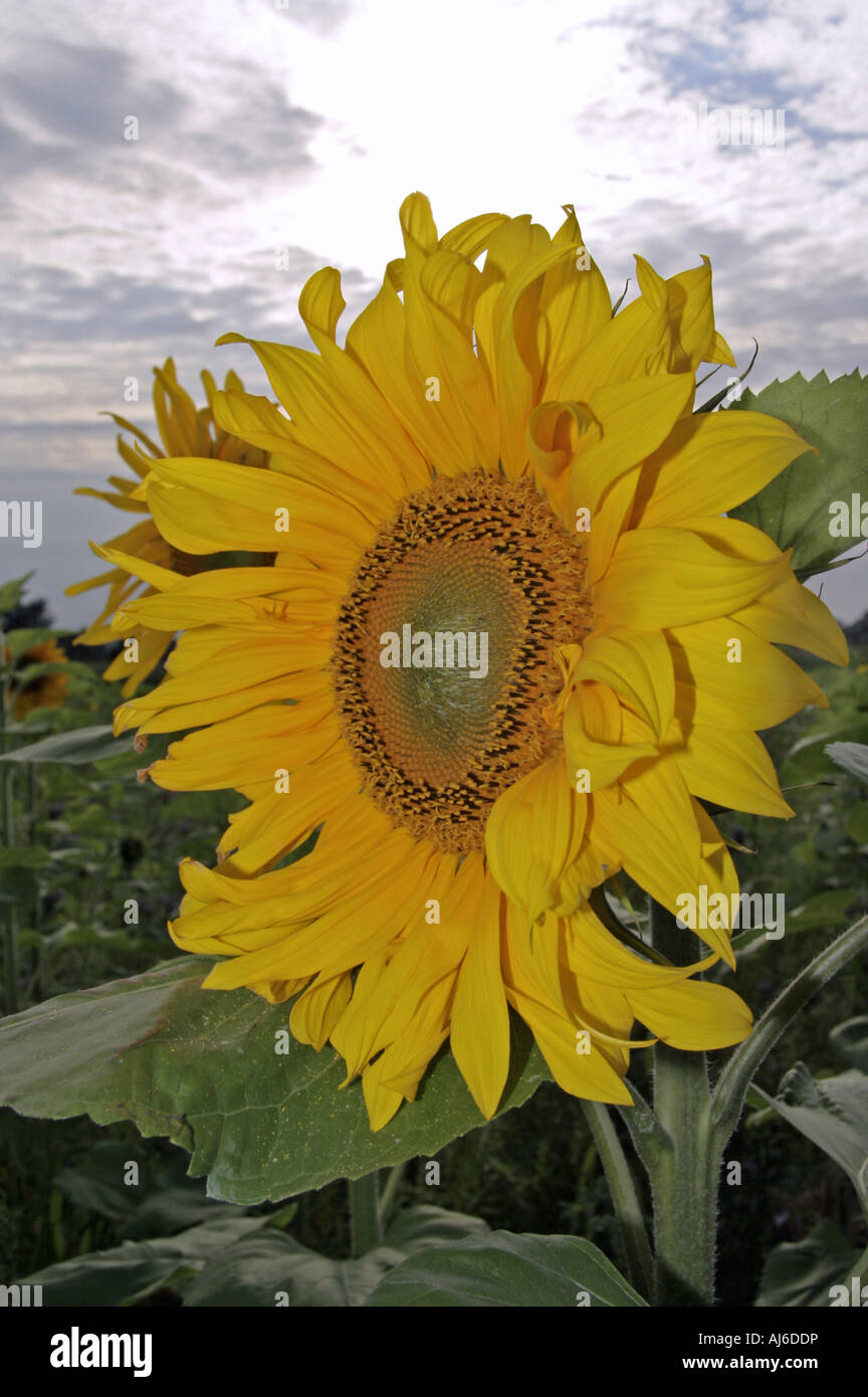 common sunflower (Helianthus annuus), sunflower Stock Photo - Alamy