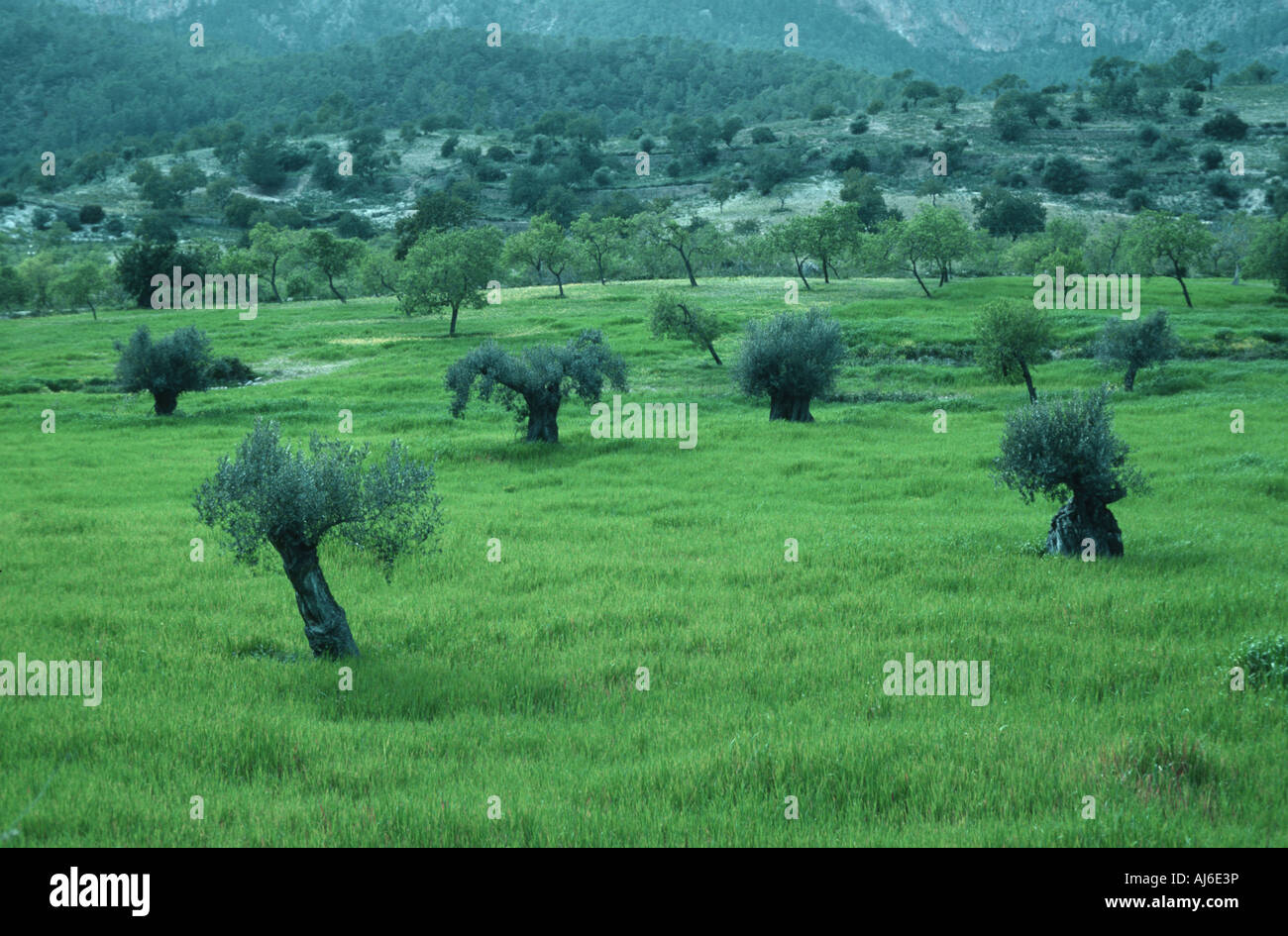 Olive tree olea europaea ssp sativa hi-res stock photography and images ...