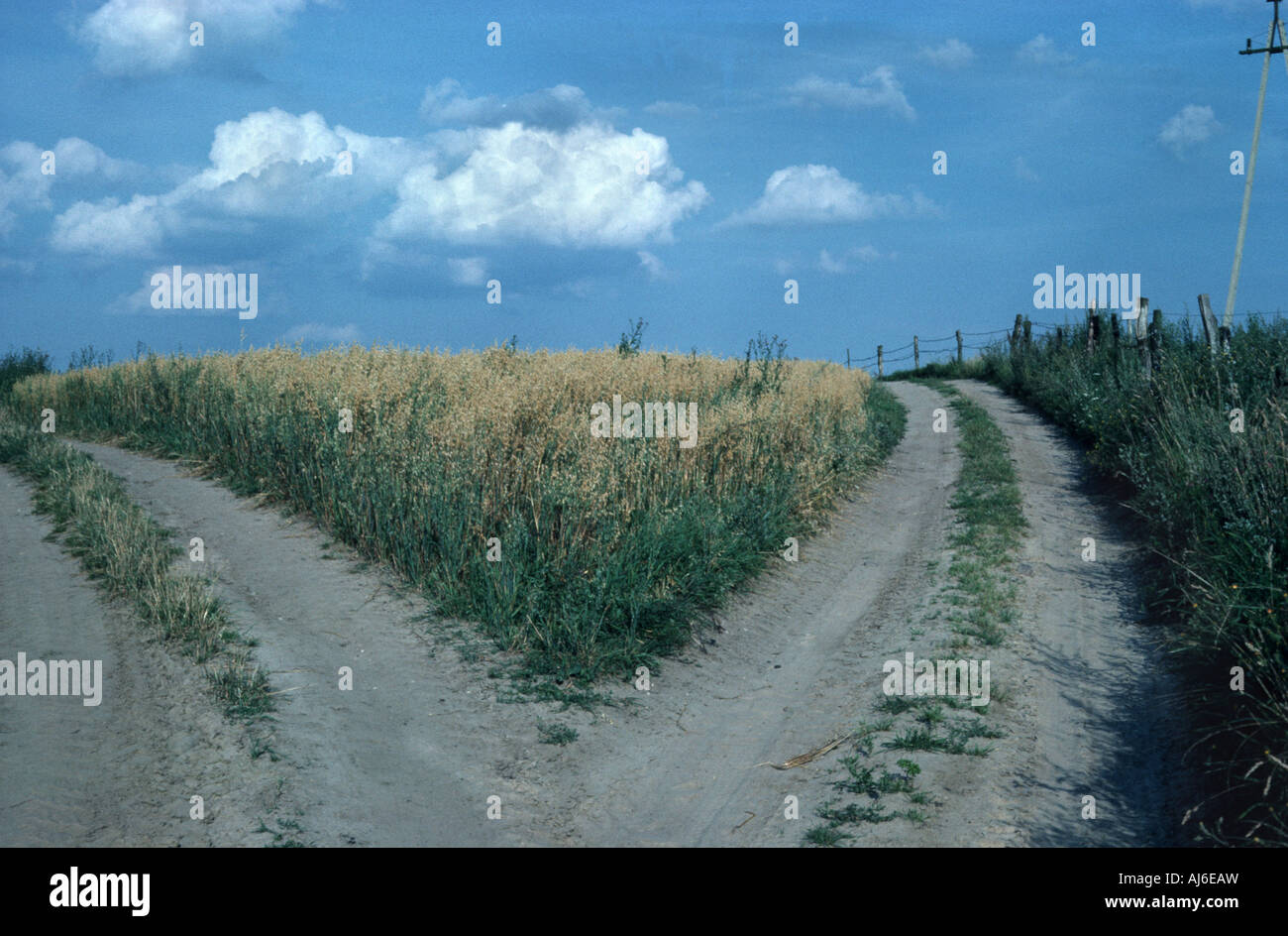 Corn field path fork High Resolution Stock Photography and Images - Alamy