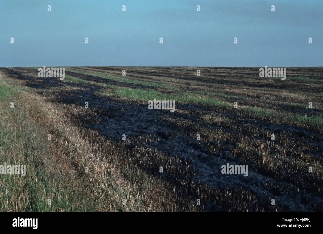 burned grain field, Denmark Stock Photo - Alamy
