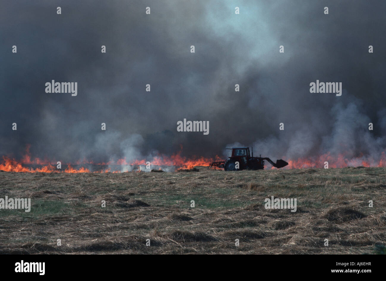 burning grain field, Denmark Stock Photo - Alamy