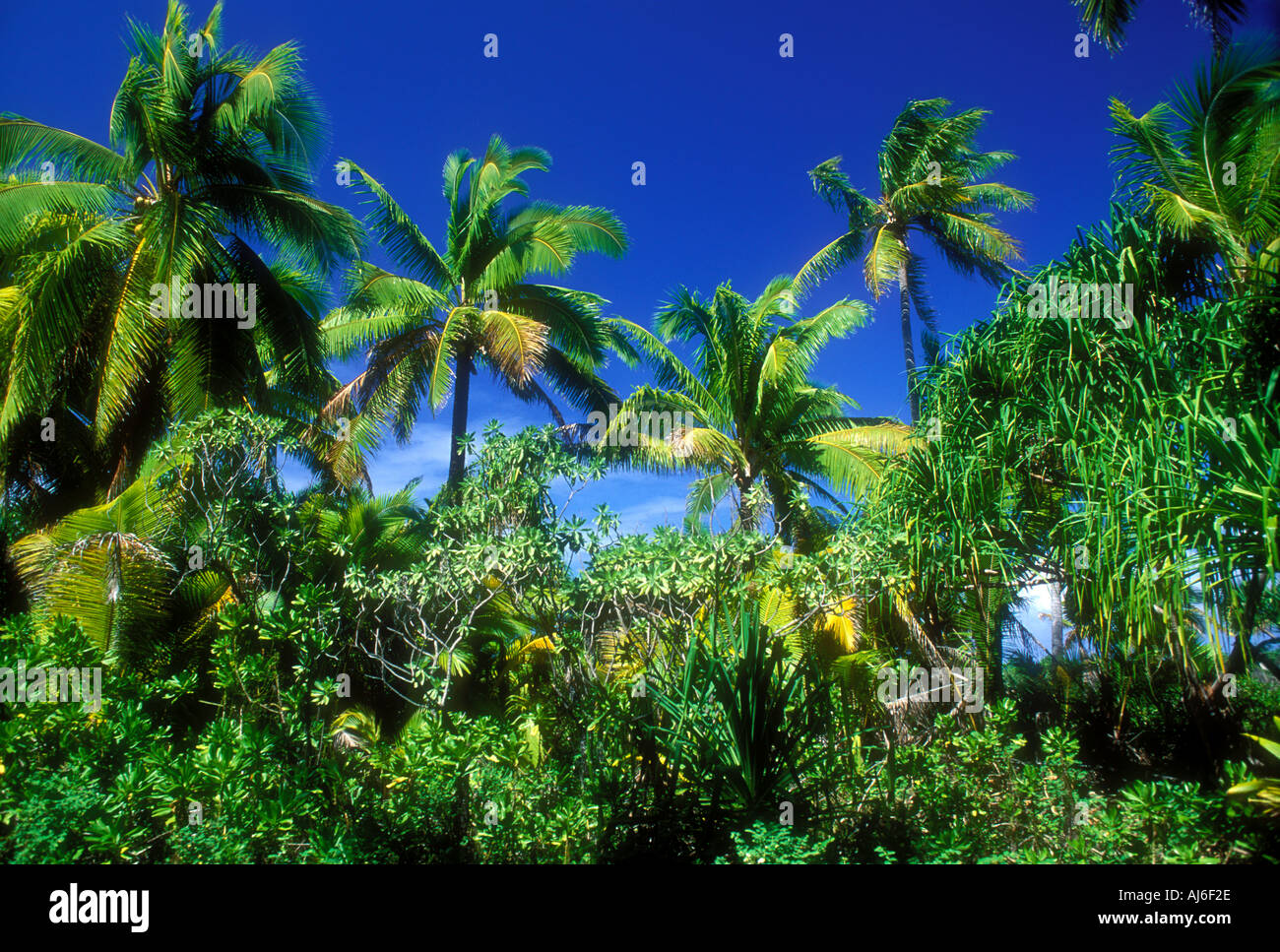 Coconut palm trees and other green vegetation on the island of Aitutaki ...