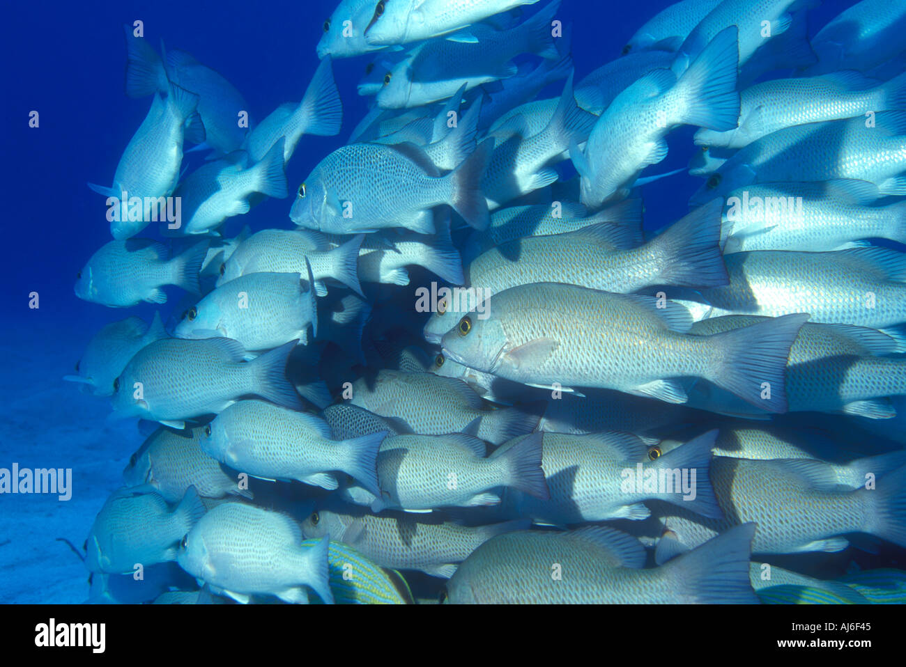 School of gray snappers swimming near the island of Cozumel in Quintana ...