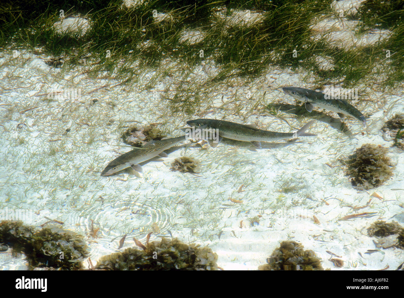Three bonefish albula vulpes foraging for food in shallow water in ...