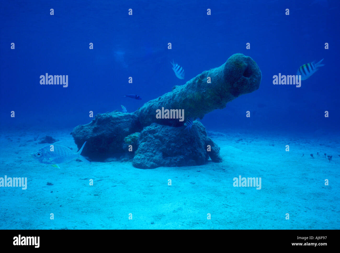 Spanish cannon on seabed floor off the island of Cozumel in Quintana ...