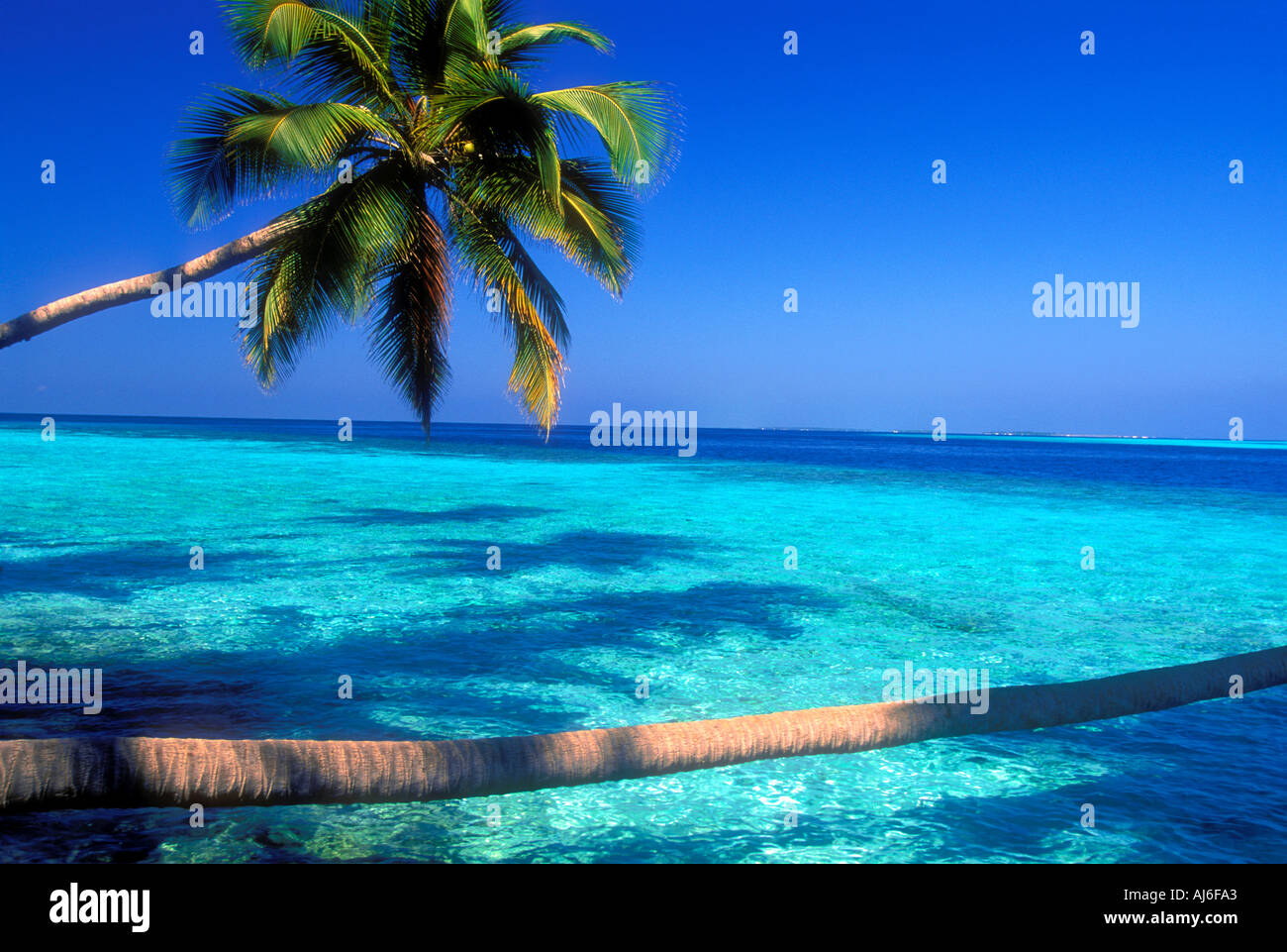 Coconut palm trees extended over water in the Maldives Indian Ocean ...