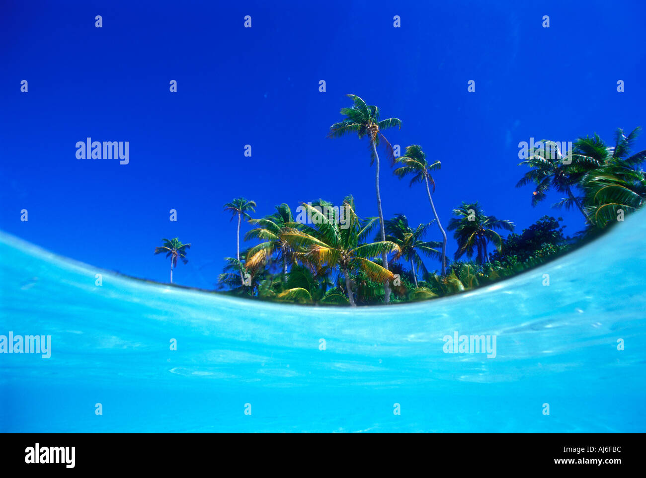 View of palm trees from underwater in Aitutaki Lagoon Cook Islands ...