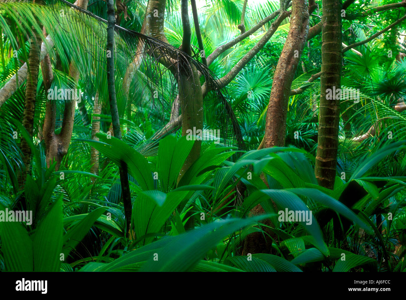 Dense tropical palm trees and foliage in Belize Caribbean Property ...