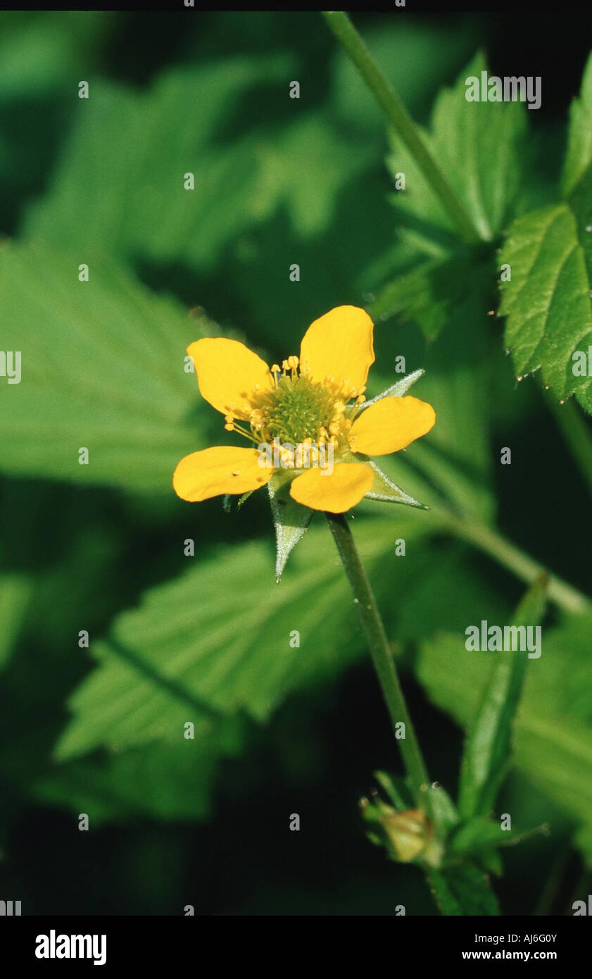 common avens, wood avens, clover-root (Geum urbanum), Germany, Lower ...