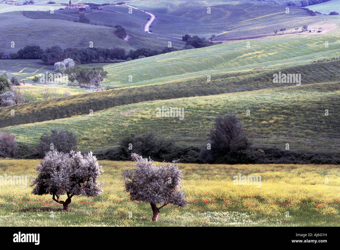 olive tree (Olea europaea ssp. sativa), olive tree, Italy, Tuscany ...