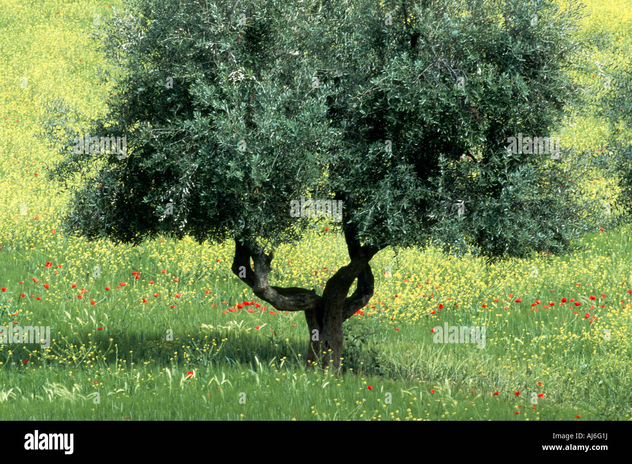 olive tree (Olea europaea ssp. sativa), olive tree, Italy, Tuscany ...