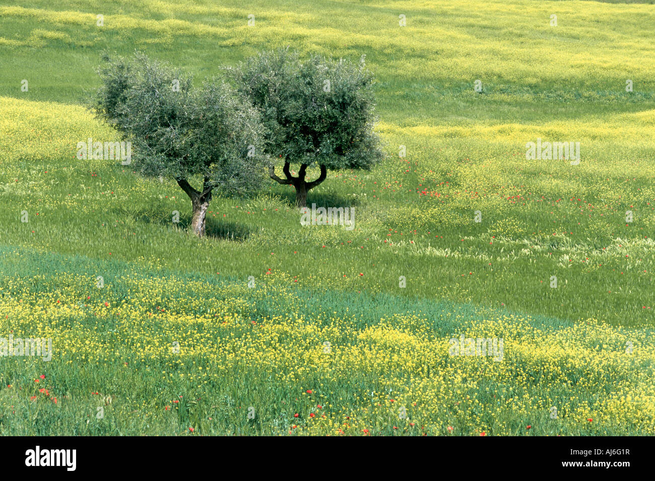 olive tree (Olea europaea ssp. sativa), two olive trees on a flower ...