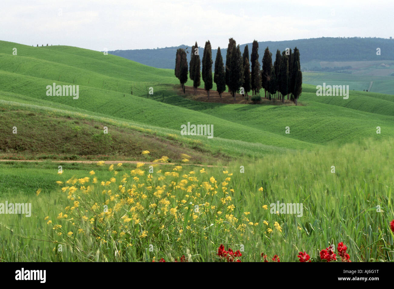 Italian cypress (Cupressus sempervirens), Clump of Cypresses, Italy ...