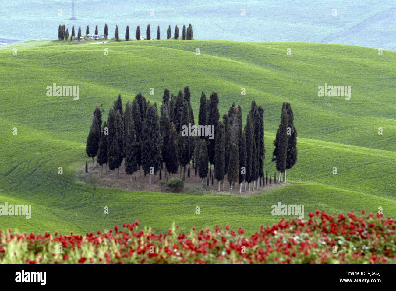 Italian cypress (Cupressus sempervirens), Clump of Cypresses, Italy ...