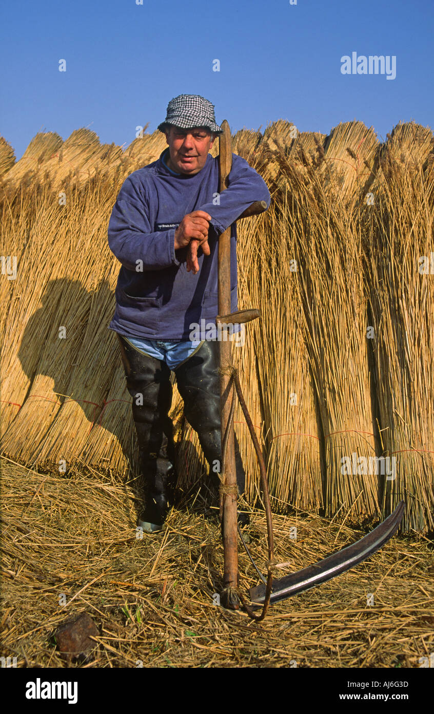 Norfolk Marshman with a Stack of Cut Reed Bales at "How Hill" on the ...