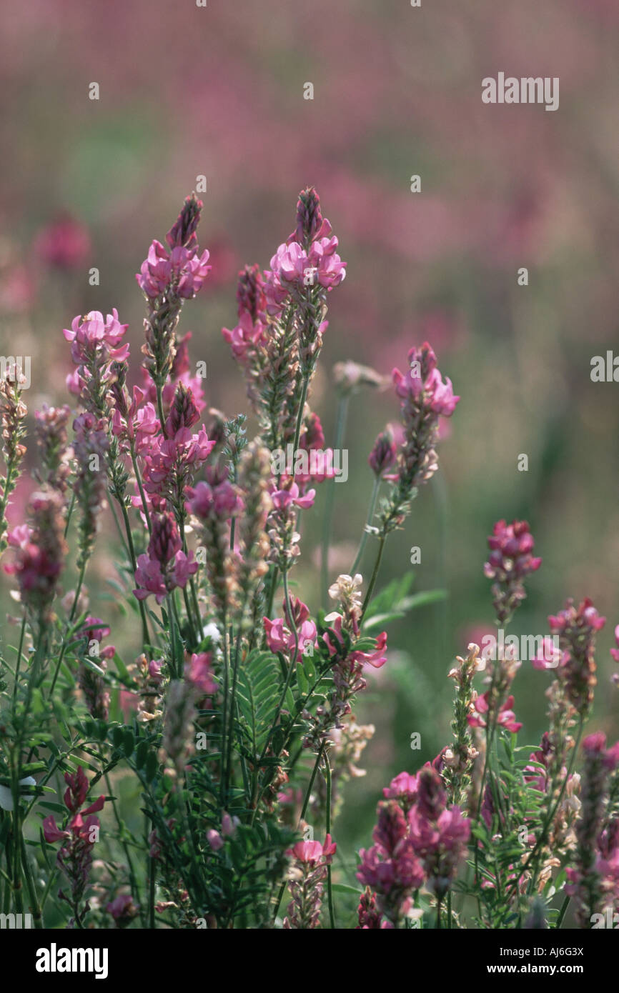 Sainfoin italy hi-res stock photography and images - Alamy