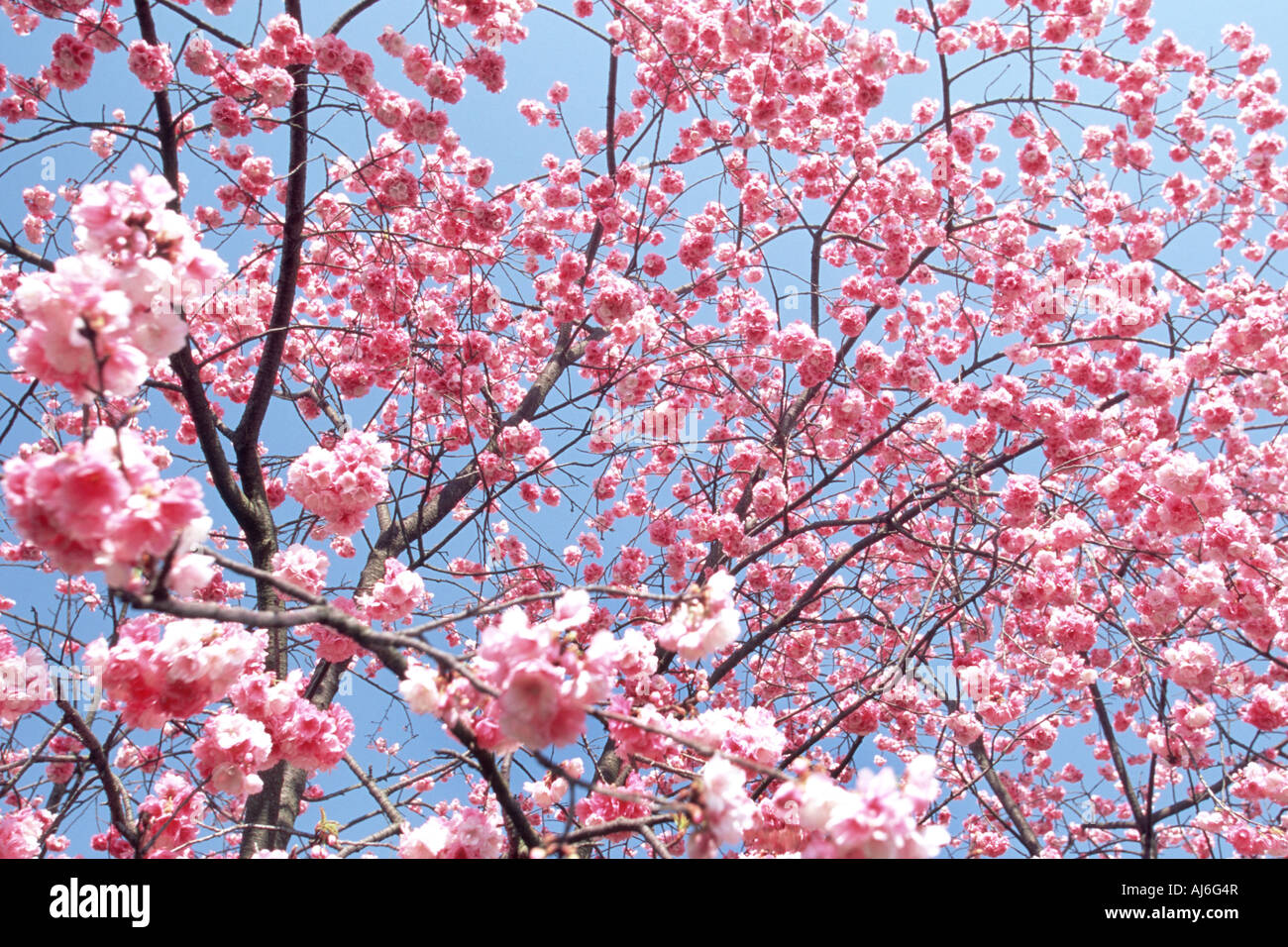 Cherry unusual hi-res stock photography and images - Alamy