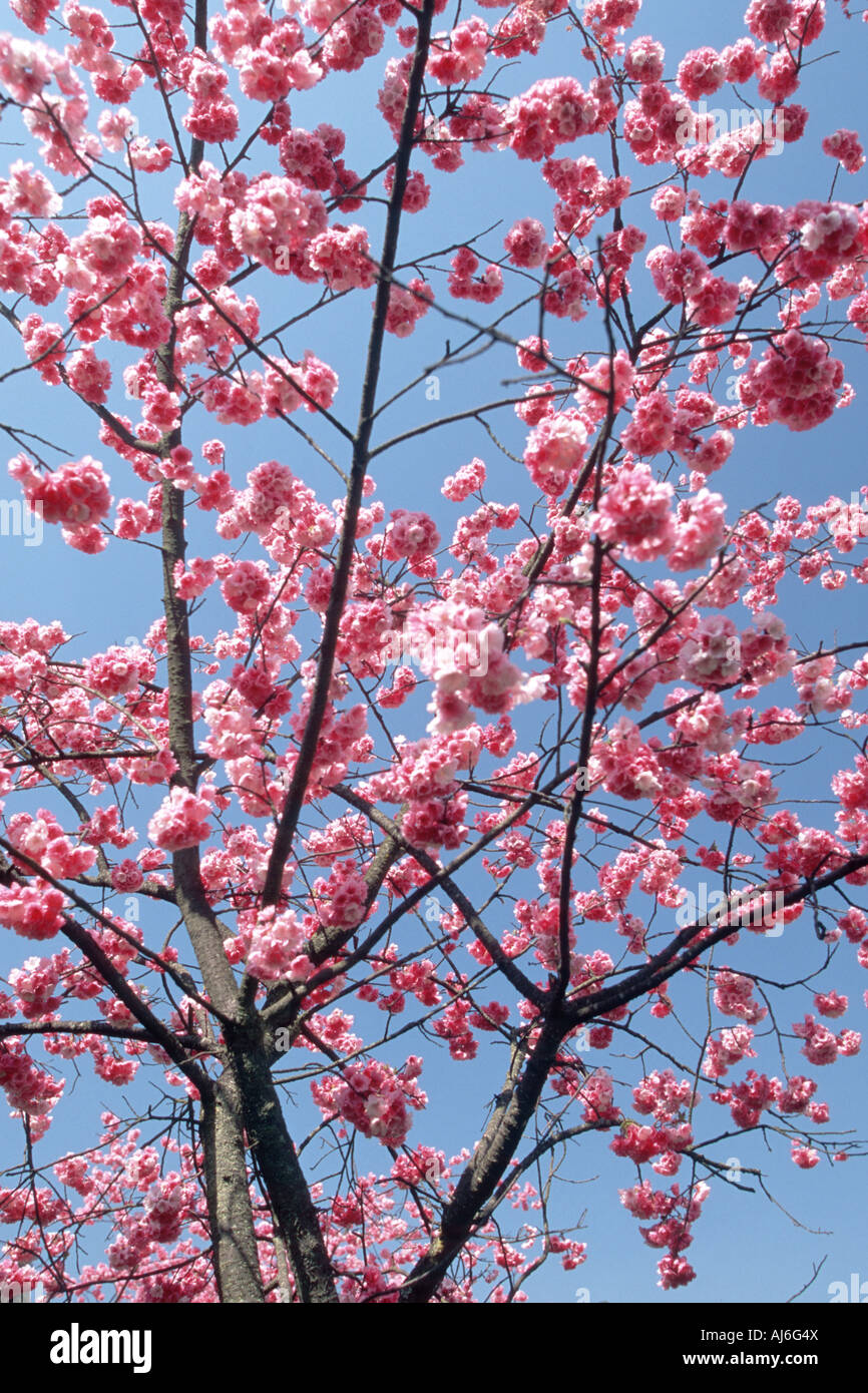 oriental cherry (Prunus serrulata), pink blossoms, China, Yunnan ...
