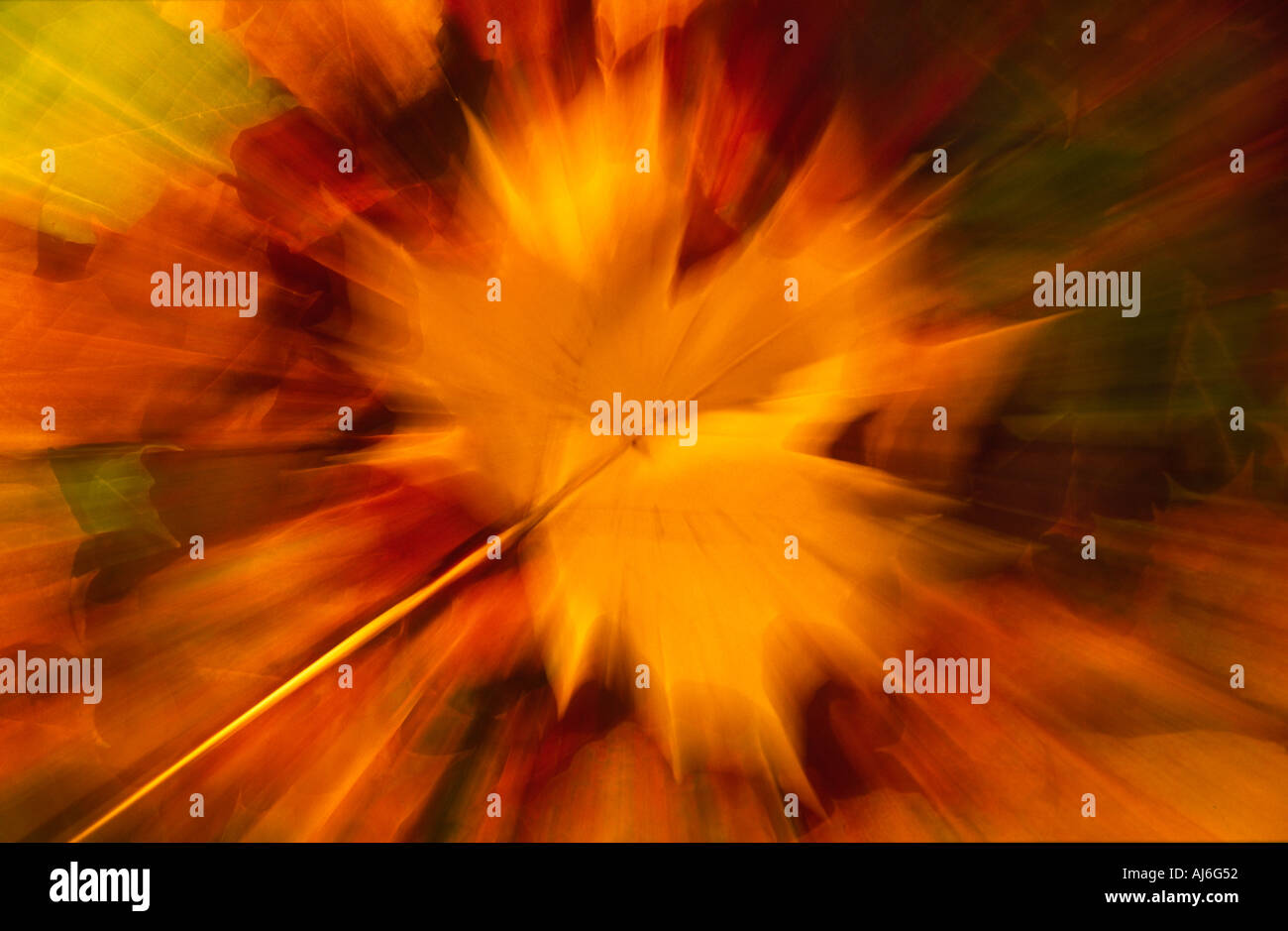 Zoomed autumn leaves hi-res stock photography and images - Alamy