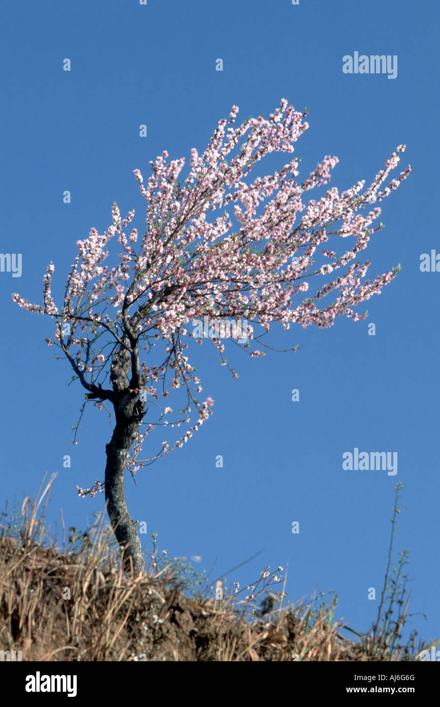 peach, bitter almond (Prunus persica), Peach tree blossom, China ...