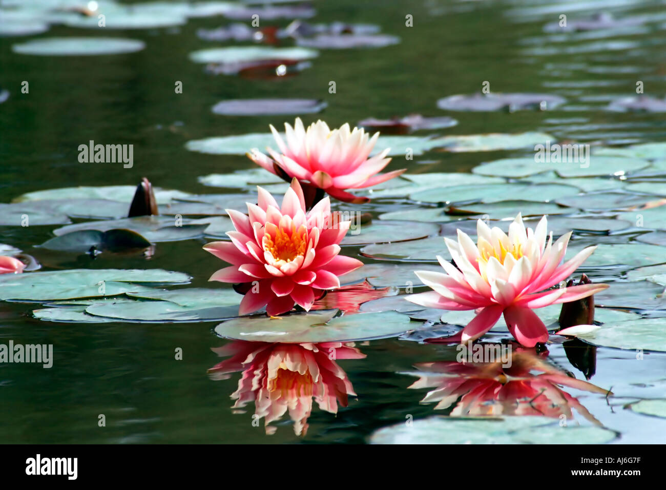 Lily rosen hi-res stock photography and images - Alamy