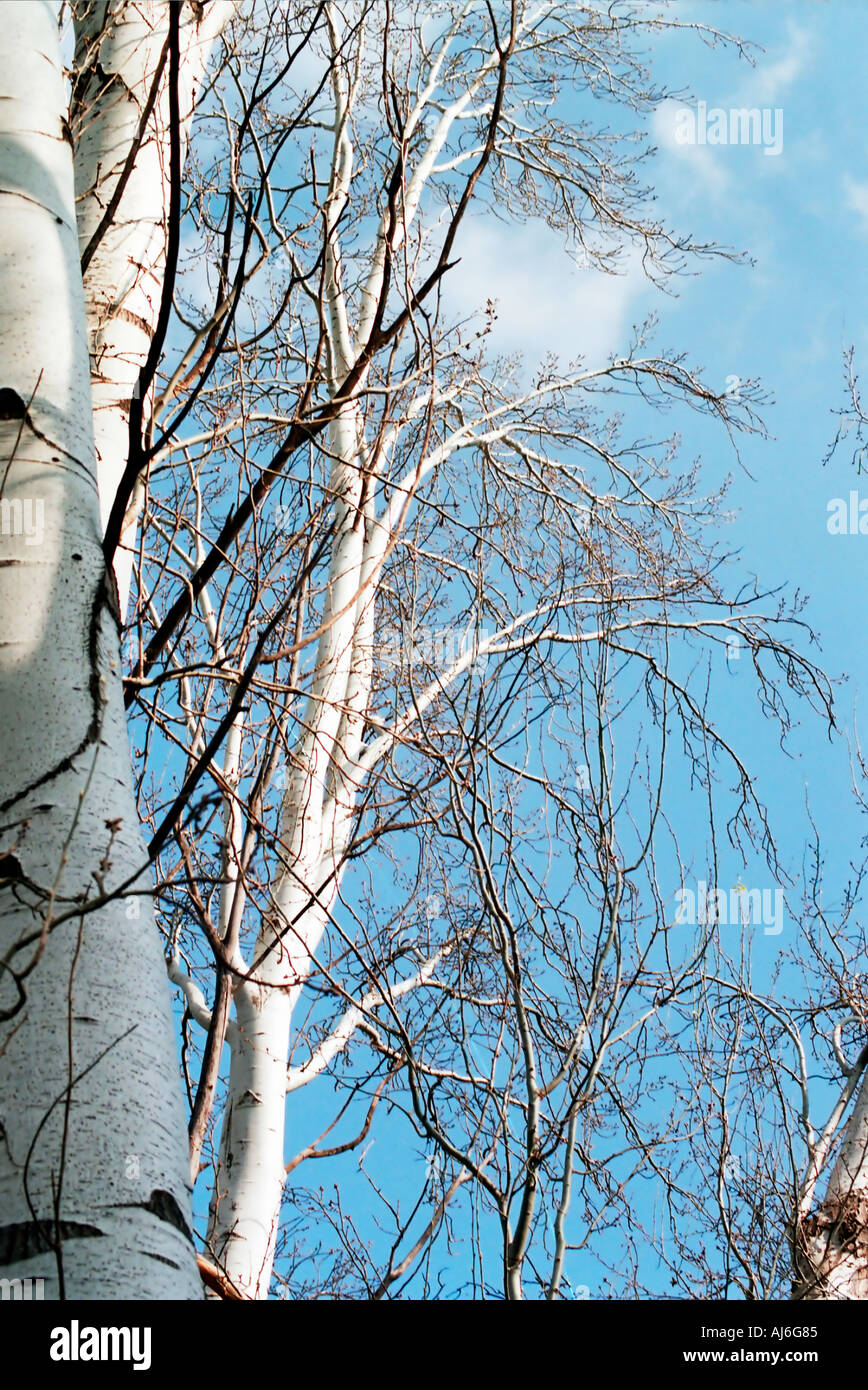 white poplar tree AKA silverleaf POPULUS ALBA at fall Stock Photo - Alamy