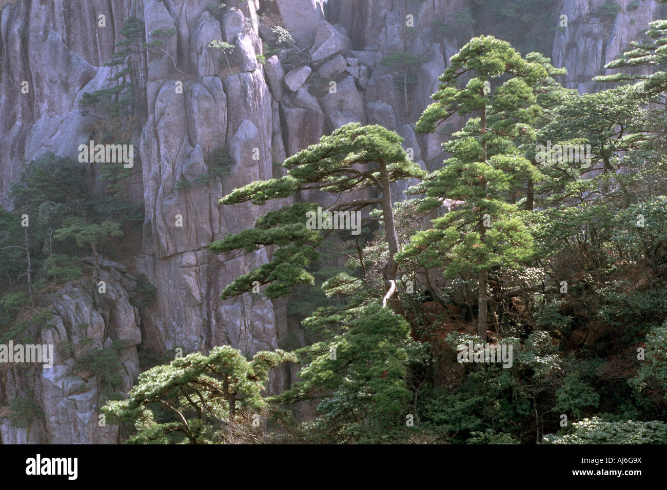 Conifer forest deep mountain valley hi-res stock photography and images ...