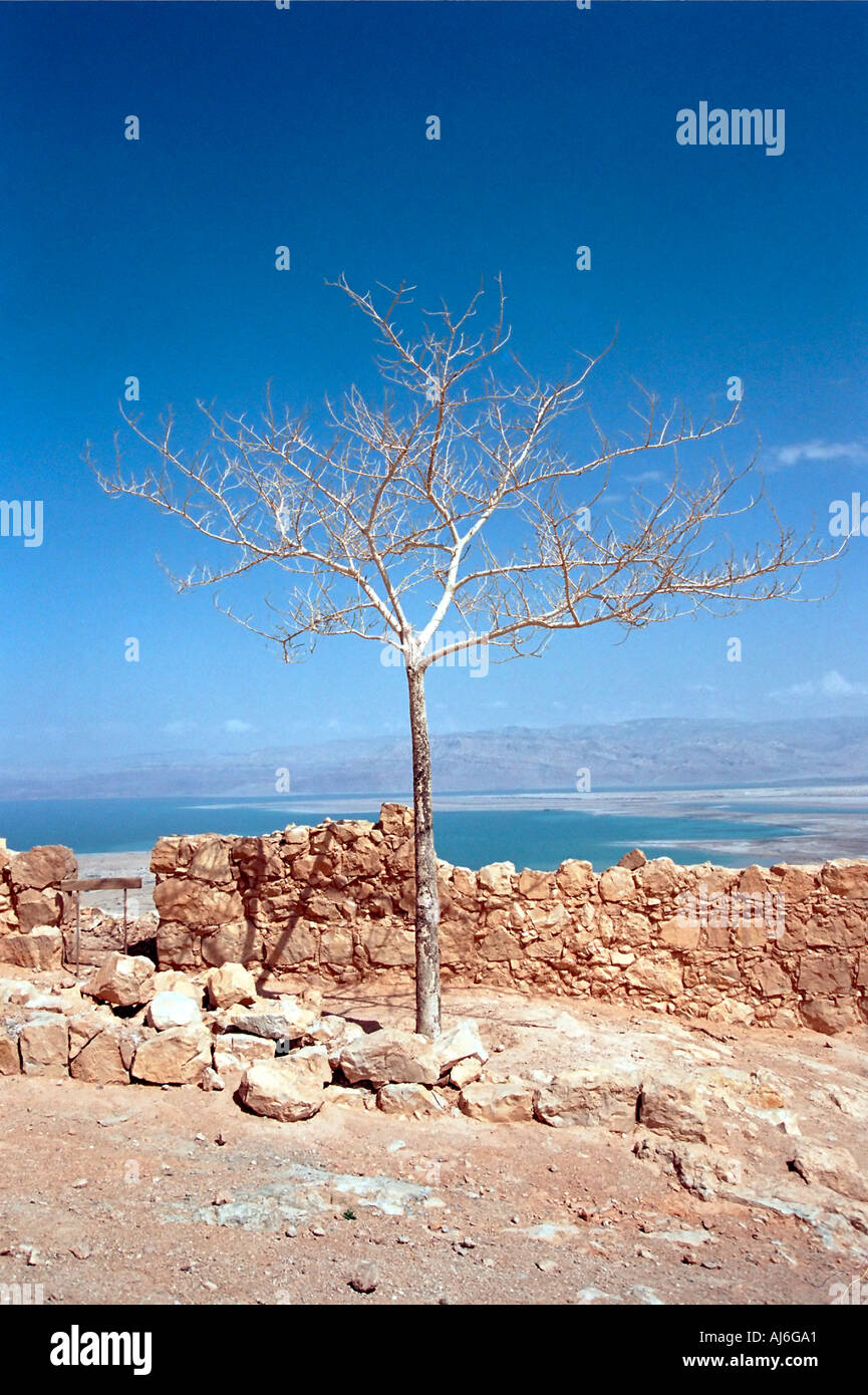 Tree ruins endure tree hi-res stock photography and images - Alamy