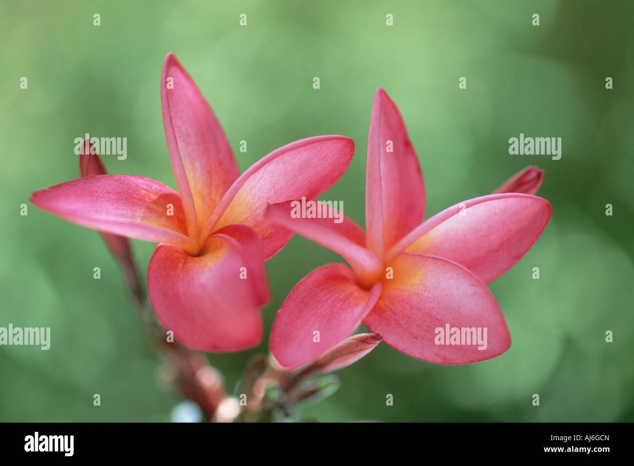 templetree, red plumeria (Plumeria rubra), blossoms Stock Photo - Alamy