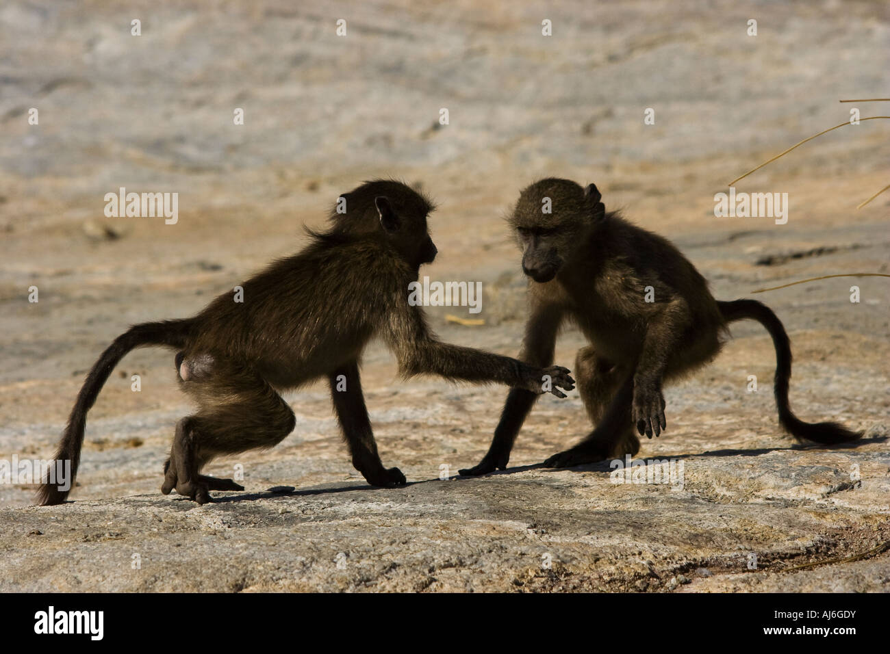 Two young chacma baboons play fighting Stock Photo - Alamy