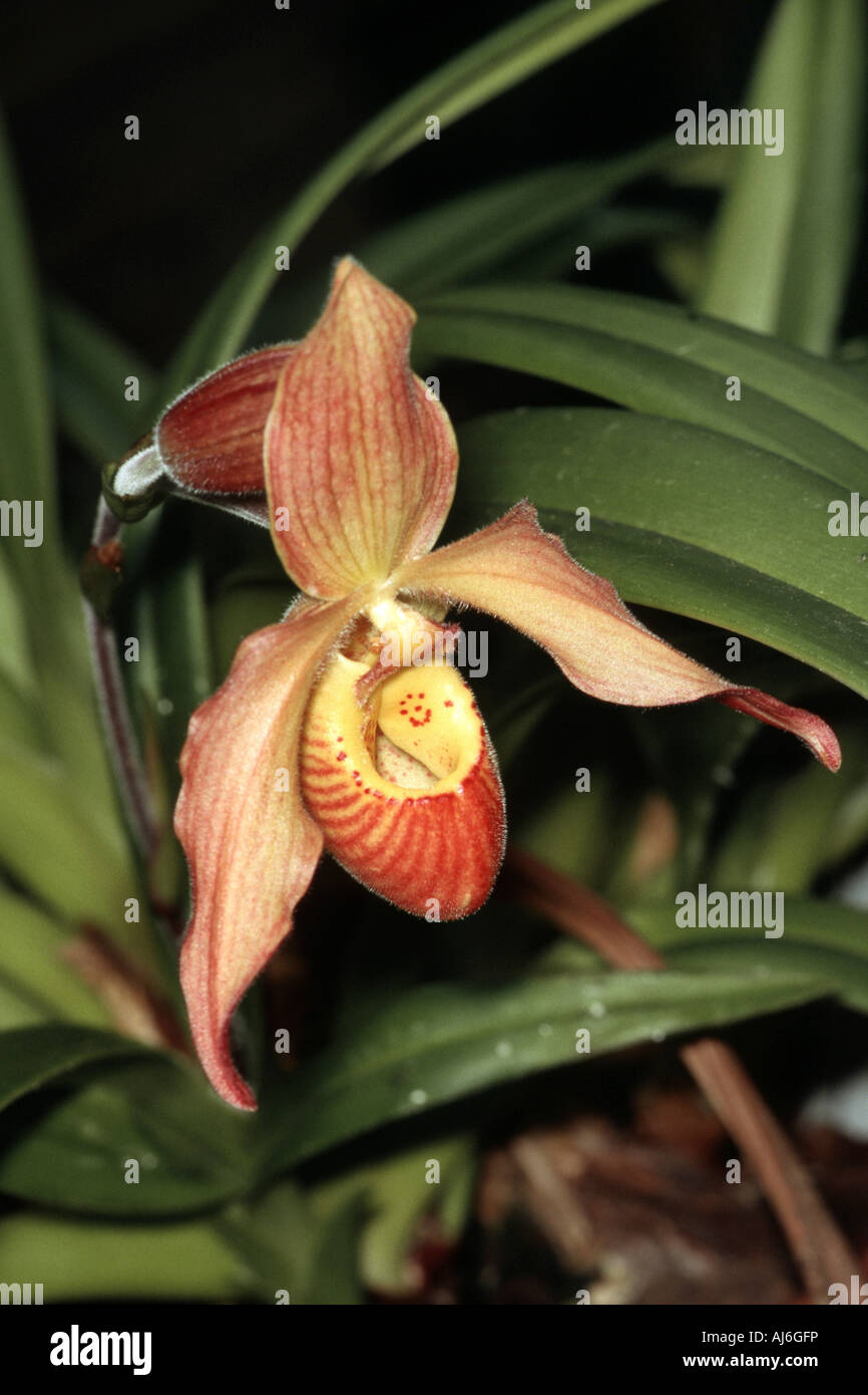 Phragmipedium (Phragmipedium pearcii x besseae), tropical orchid ...