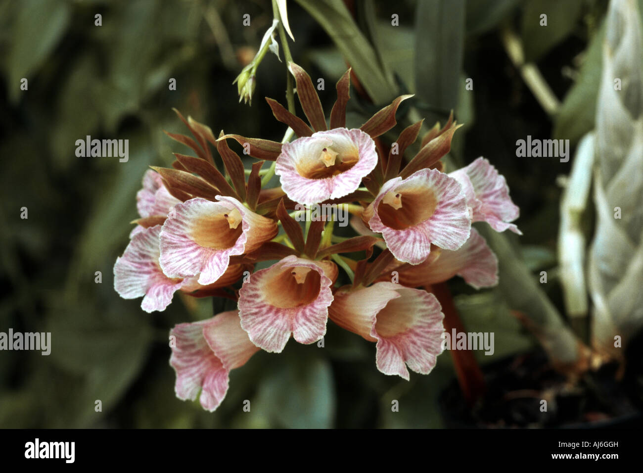 Galeandra baueri orchid hi-res stock photography and images - Alamy