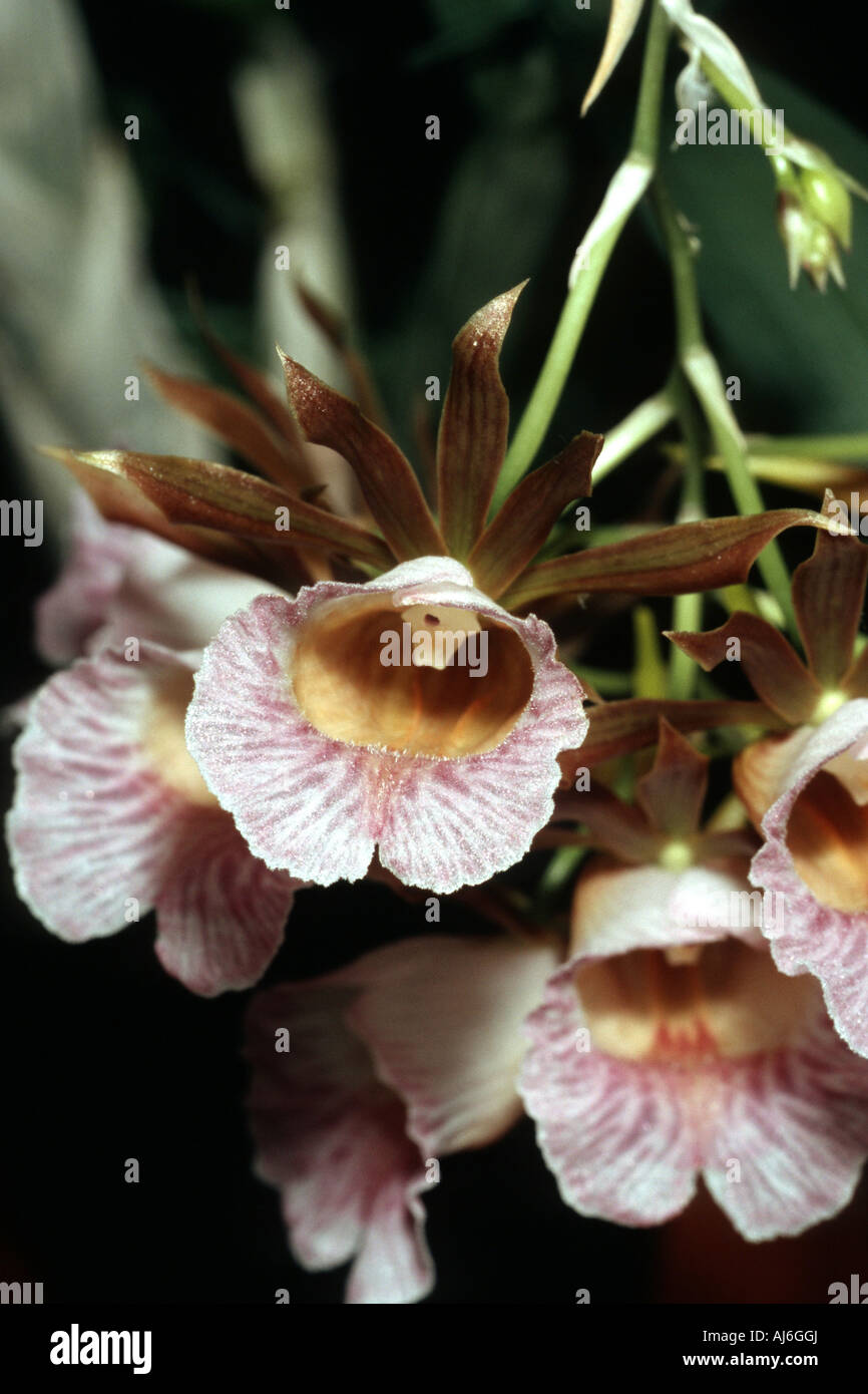 Galeandra (Galeandra baueri), tropical orchid from Central America ...