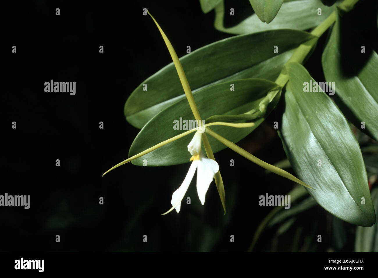 Epidendrum, night scented orchid (Epidendrum nocturnum), tropical ...