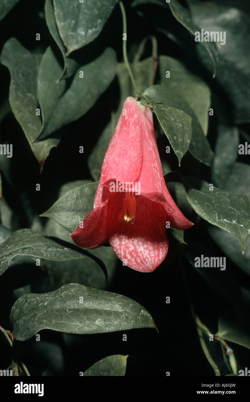 Chile National Flower