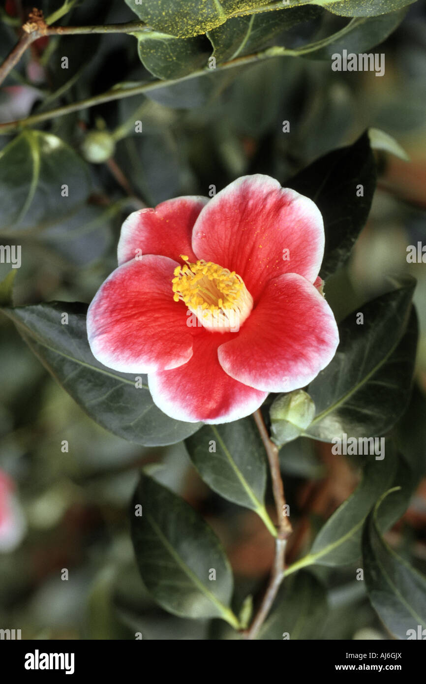 Japanese camellia (Camellia japonica 'Tama No Kra', Camellia japonica ...