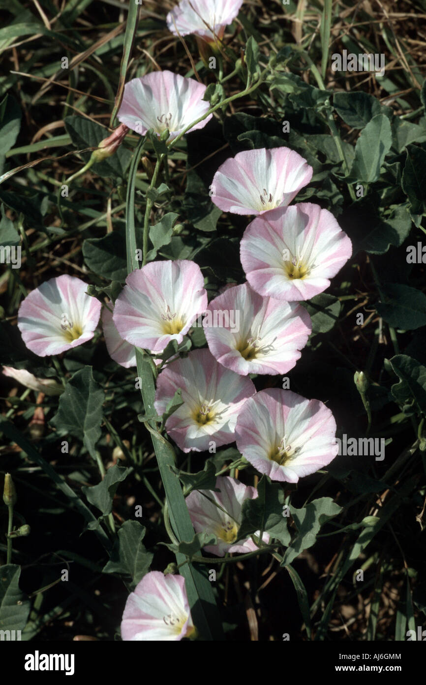 field bindweed, field morning-glory, small bindweed (Convolvulus ...