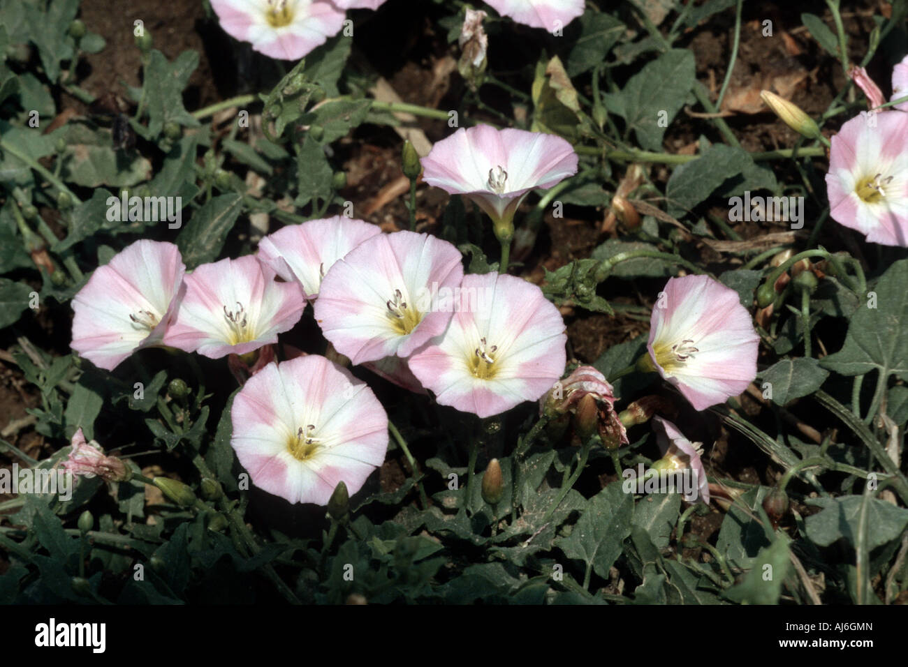 field bindweed, field morning-glory, small bindweed (Convolvulus ...