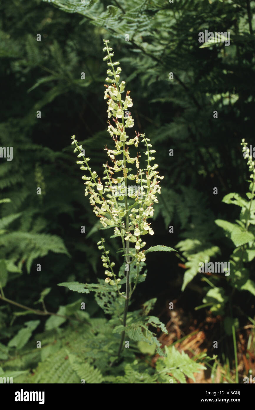 germander sage, wood sage, sage-leaved germander (Teucrium scorodonia ...