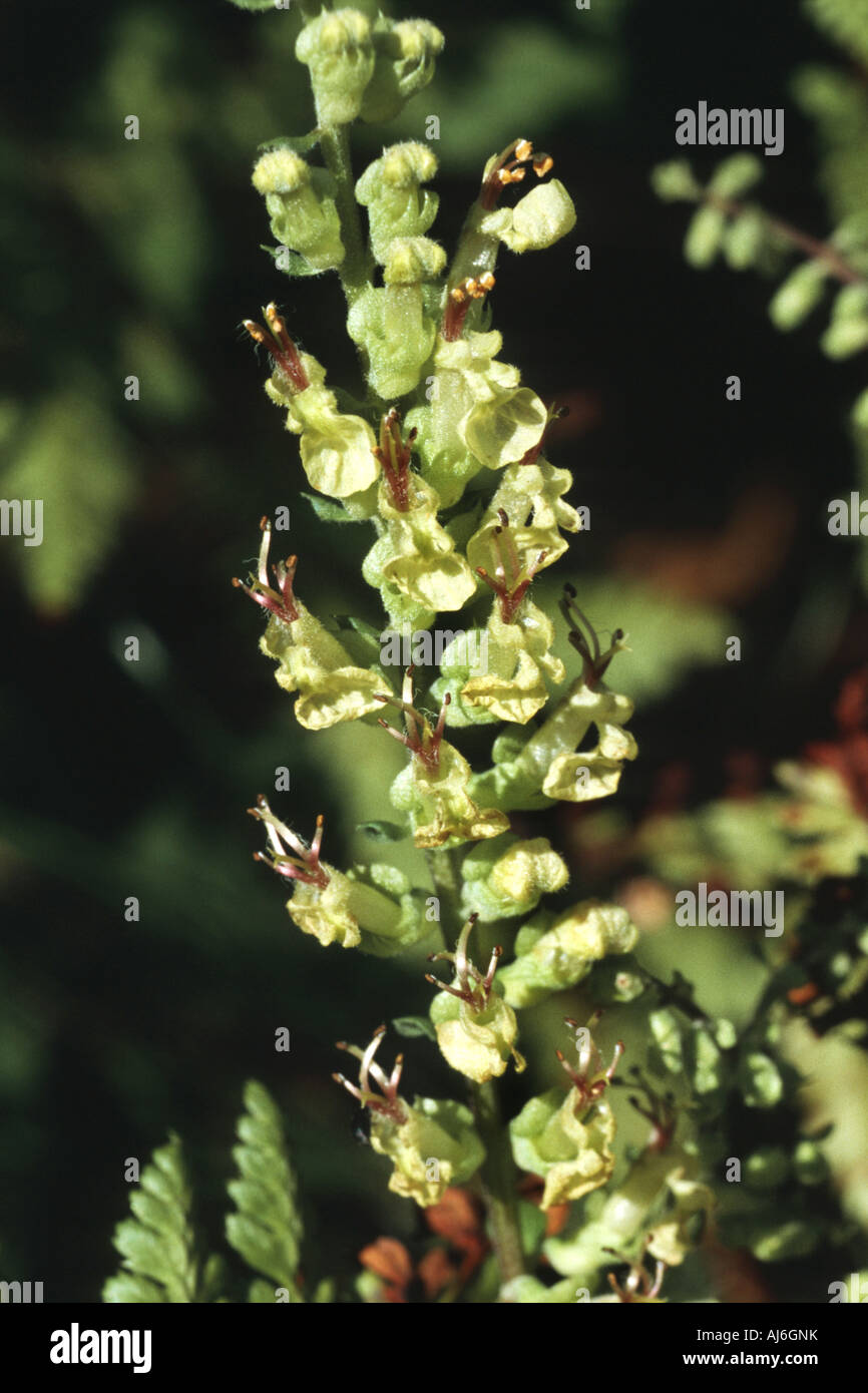 germander sage, wood sage, sage-leaved germander (Teucrium scorodonia ...