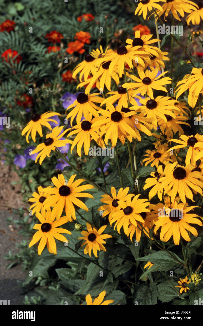 orange coneflower (Rudbeckia fulgida), blooming Stock Photo - Alamy
