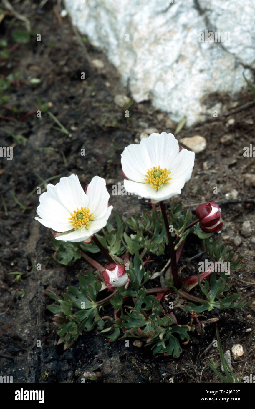 Ranunculus cacuminis (Ranunculus cacuminis), blooming, Greece Stock ...