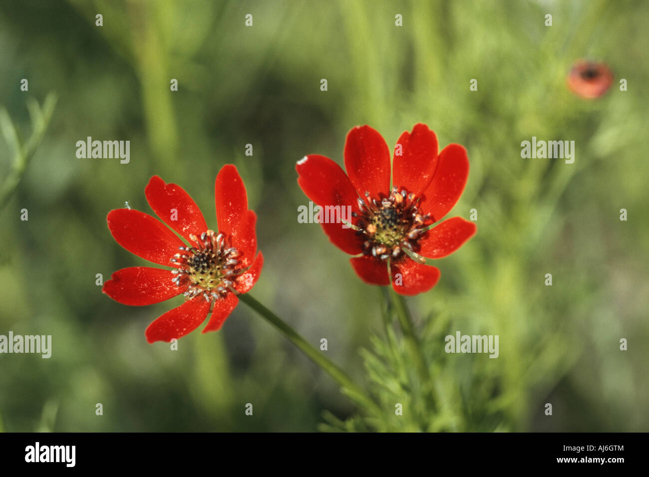 pheasant's eye, false hellebore (Adonis annua, Adonis autumnalis ...