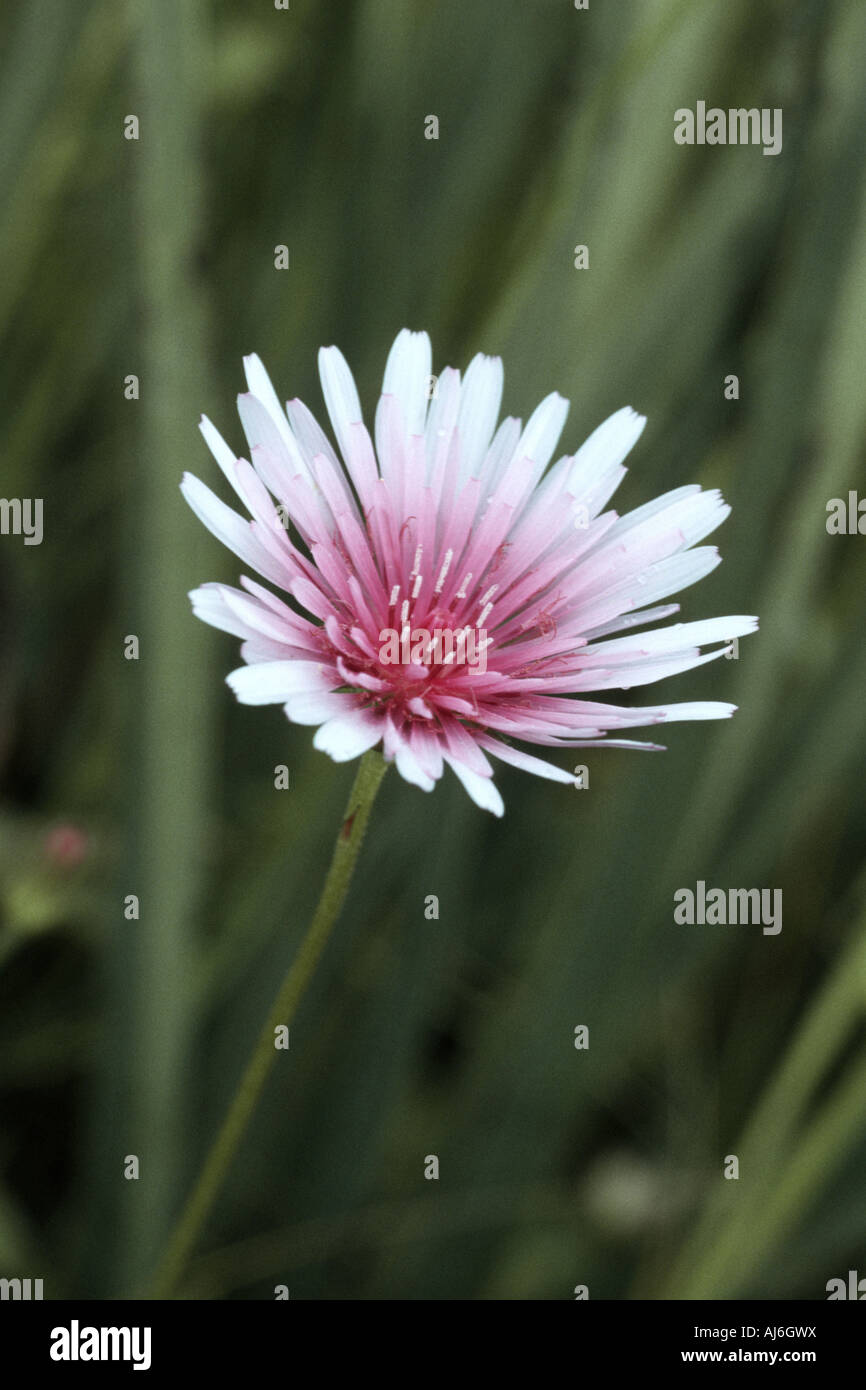 hawk's beard (Crepis rubra), inflorescence, Greece Stock Photo - Alamy
