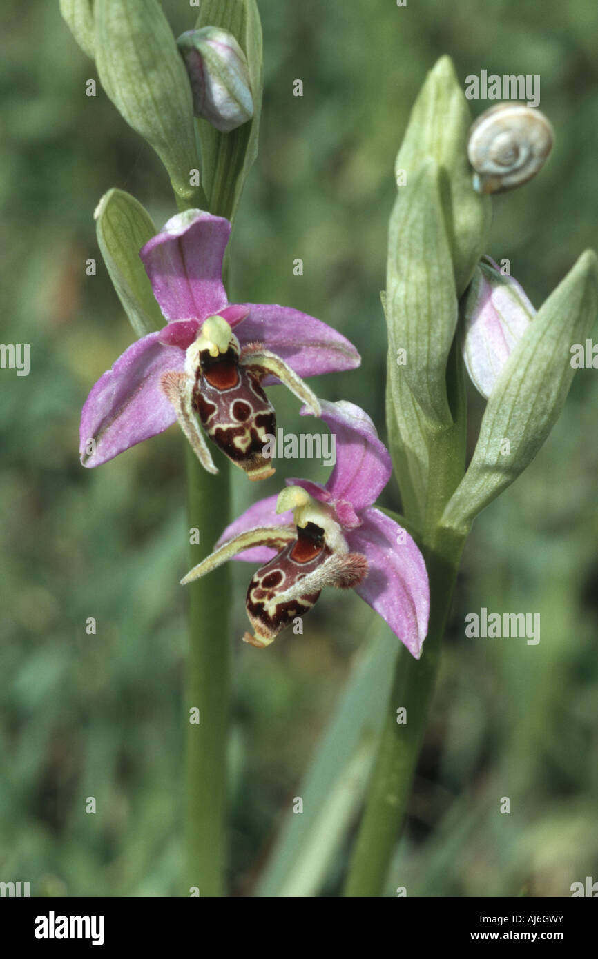 Ophrys scolopax ssp. cornuta (Ophrys scolopax ssp. cornuta), flowers ...