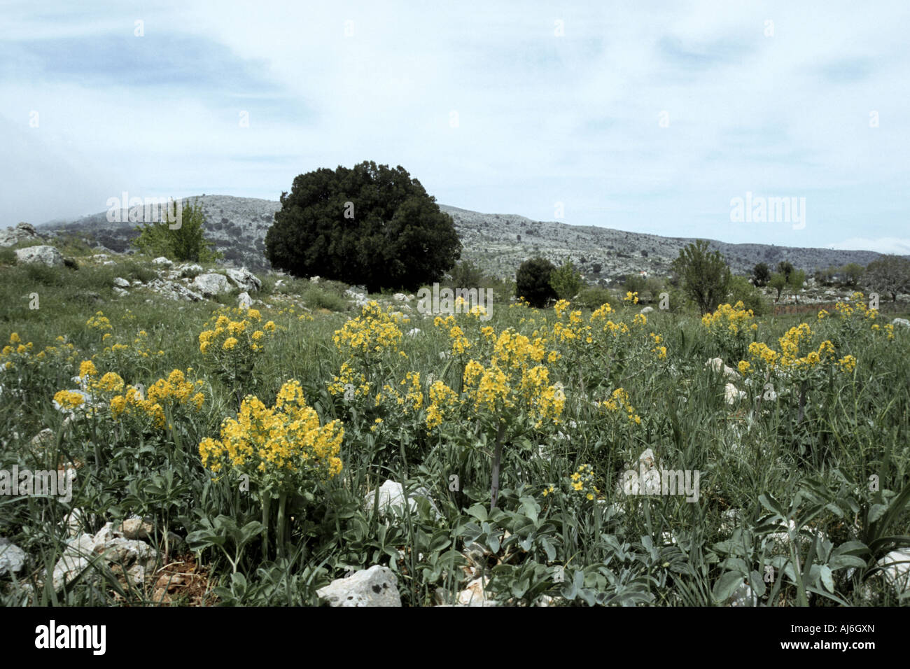 Leontice leontopetalum hi-res stock photography and images - Alamy