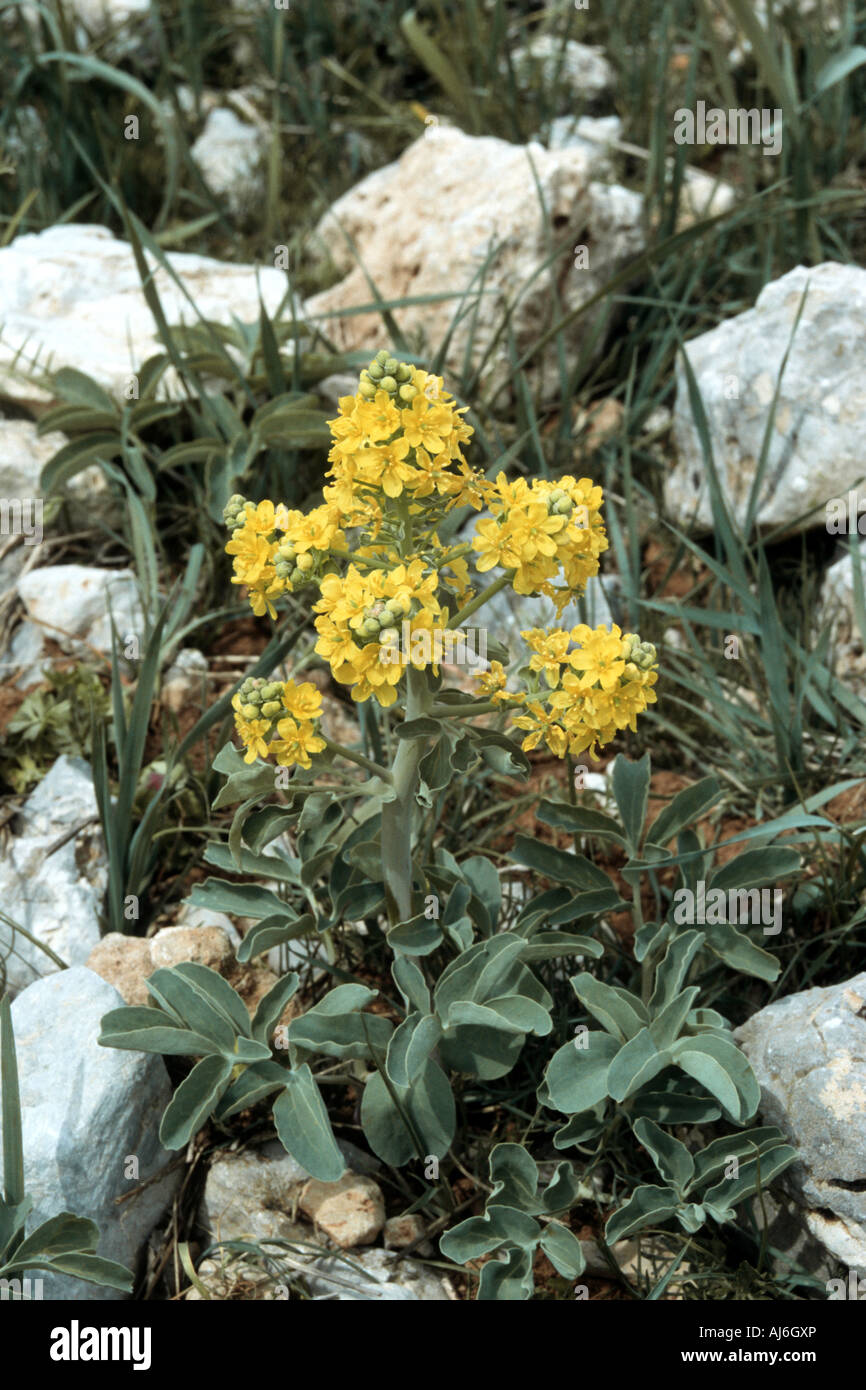 Leontice leontopetalum hi-res stock photography and images - Alamy